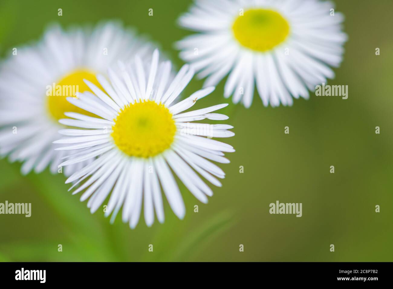 The daisy flower close up Stock Photo - Alamy