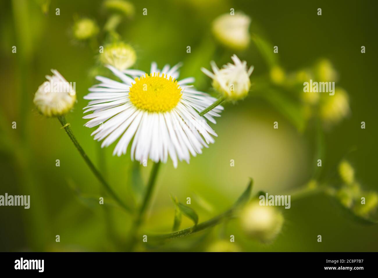 Daisy beautiful hi-res stock photography and images - Alamy