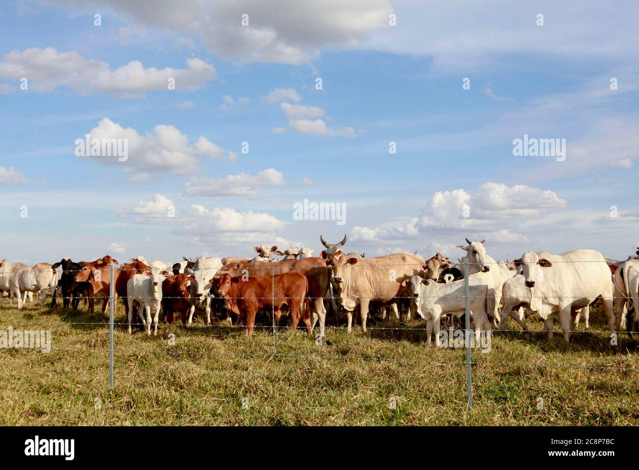 Livestock in brazil hi-res stock photography and images - Alamy