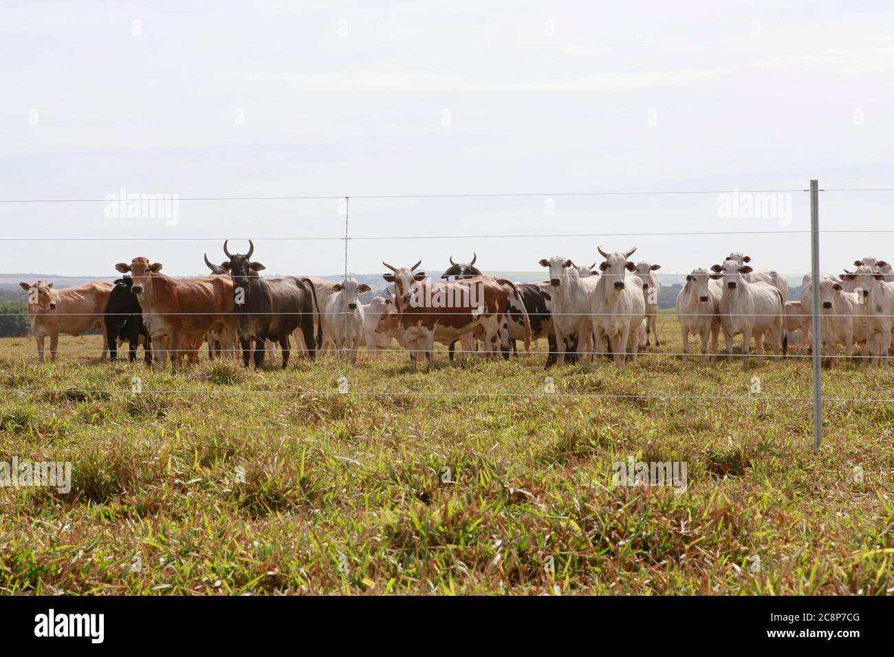 Brahman cattle brazil hi-res stock photography and images - Alamy