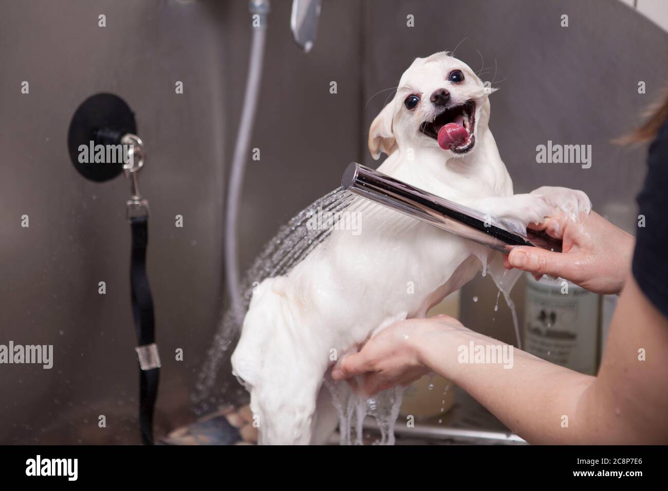 Happy cute small dog enjoying being washed at grooming salon ...