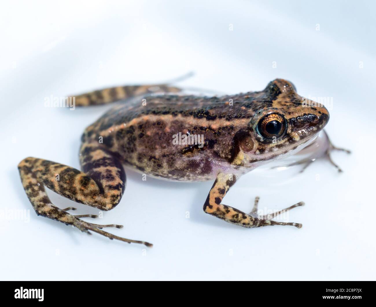 Sarasota, USA, 26 July 2020 - An Eastern Spadefoot Toad (Scaphiopus ...