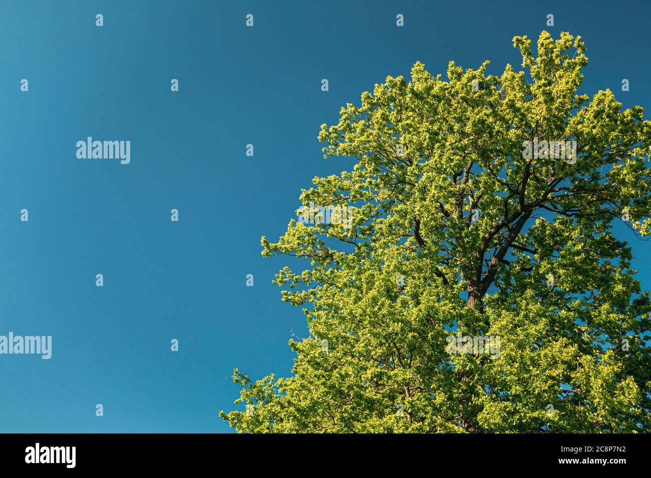 Tall Oak Trees With Young Spring Foliage Leaves. Spring Upper Branches ...