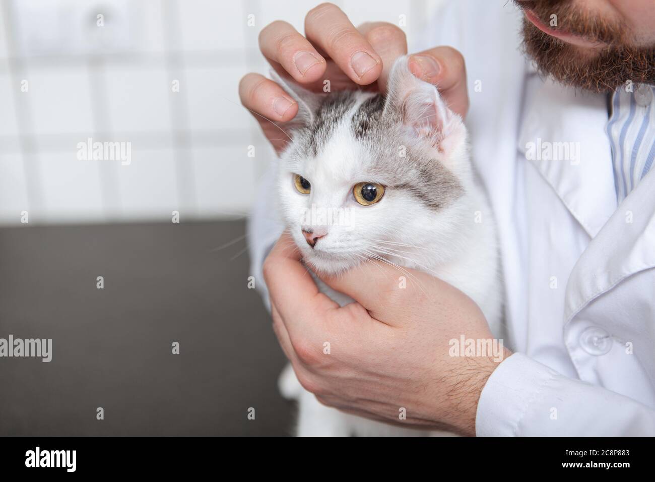 Close up of a cute cat stressing out durnig medical examination at ...