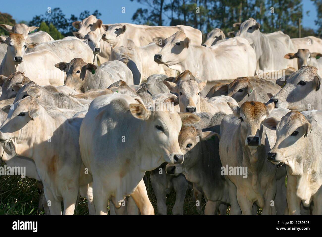 Brazil farm land hi-res stock photography and images - Alamy