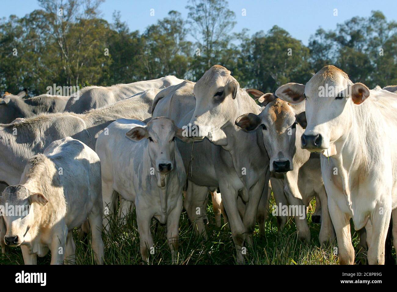 Brazil farm land hi-res stock photography and images - Alamy