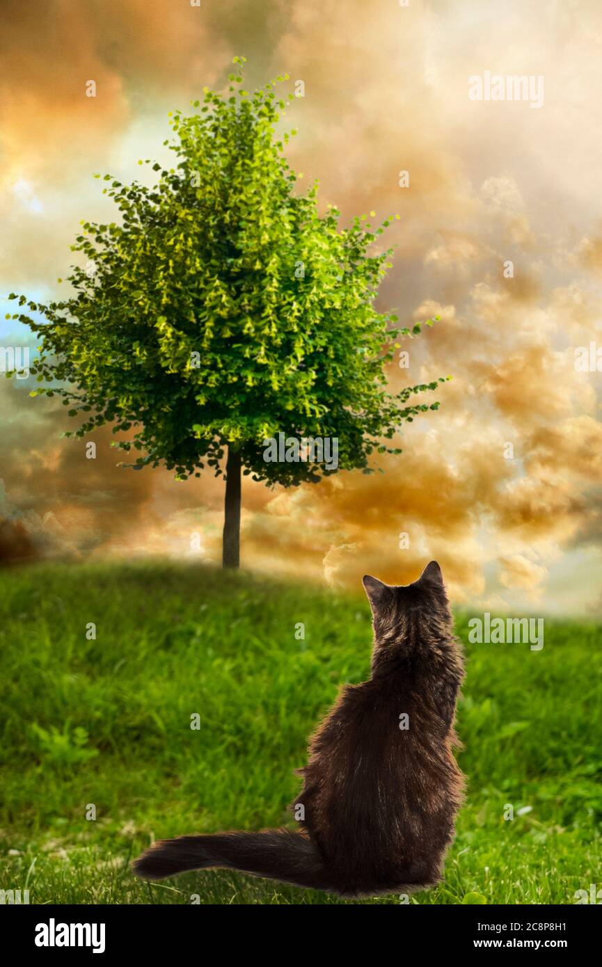 composite of a cat in a meadow and a tree Stock Photo - Alamy