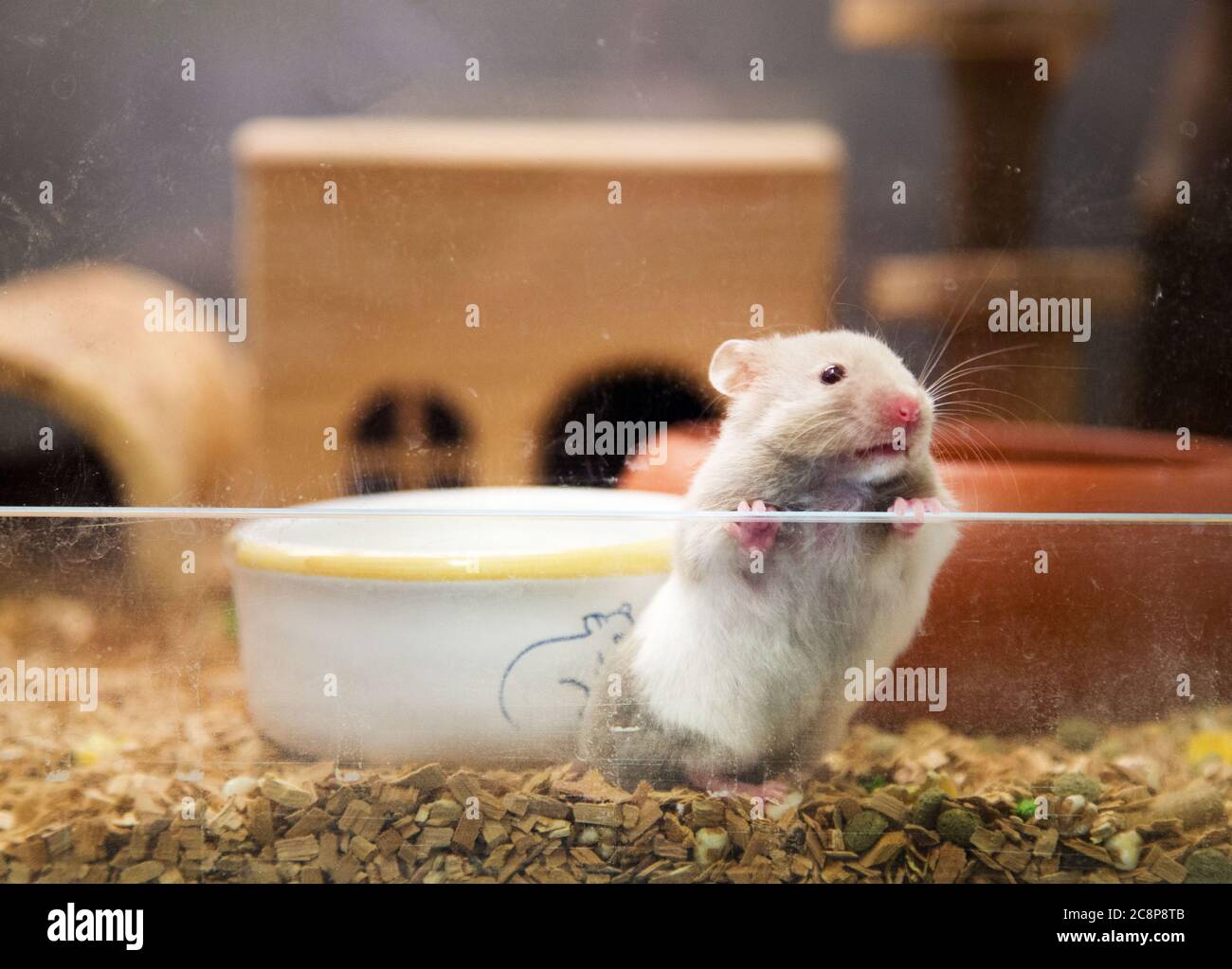 Guldhamster hi-res stock photography and images - Alamy