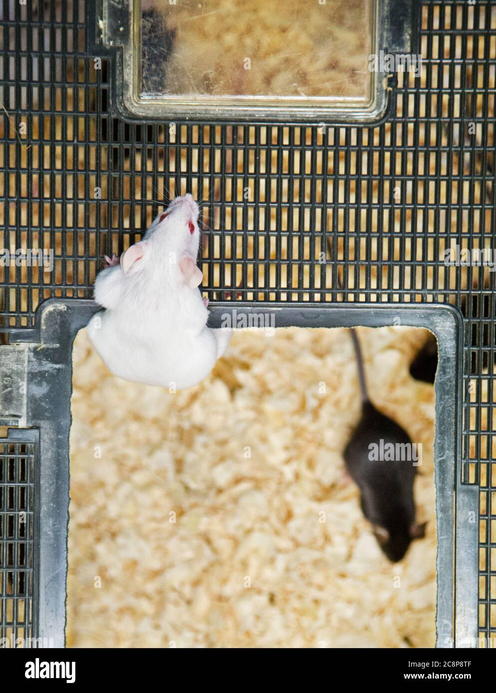 Mice cages hi-res stock photography and images - Alamy