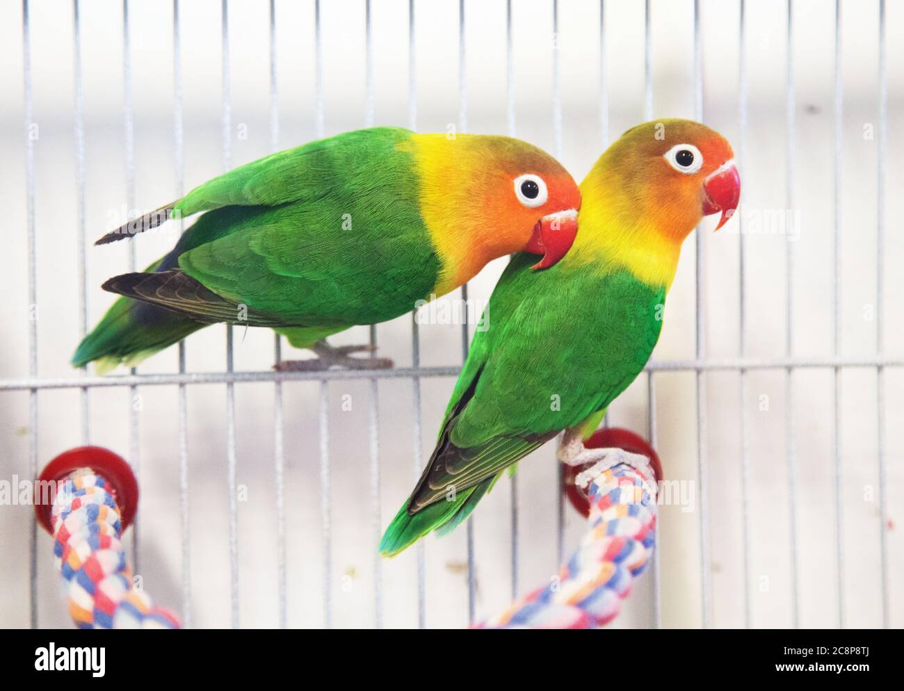Red-billed Dwarf Parrot. Photo Jeppe Gustafsson Stock Photo - Alamy