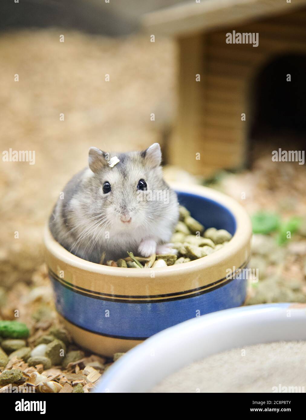 Dwarf Hamster. Photo Jeppe Gustafsson Stock Photo - Alamy