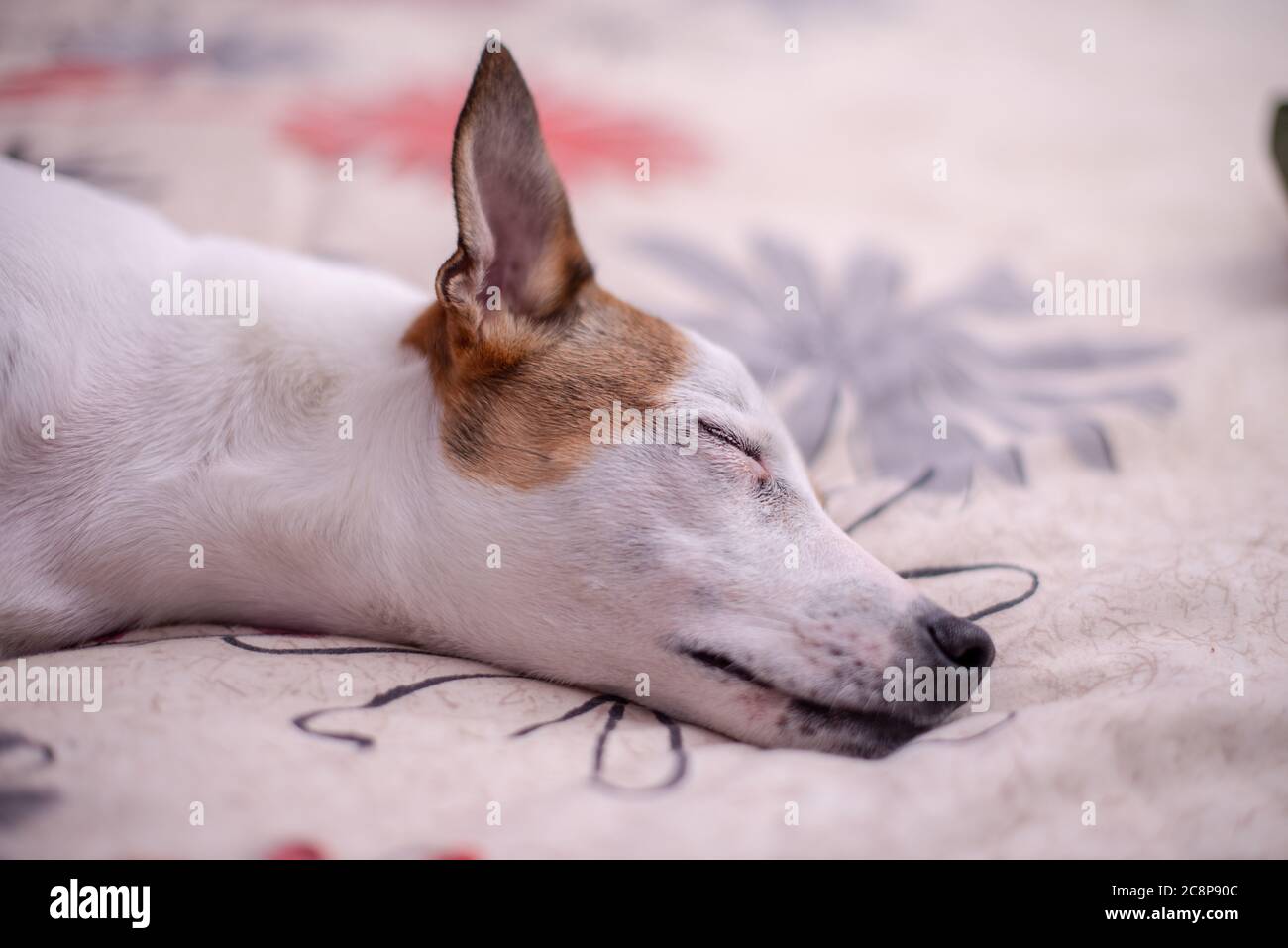 Puppy fast asleep on bed Stock Photo - Alamy