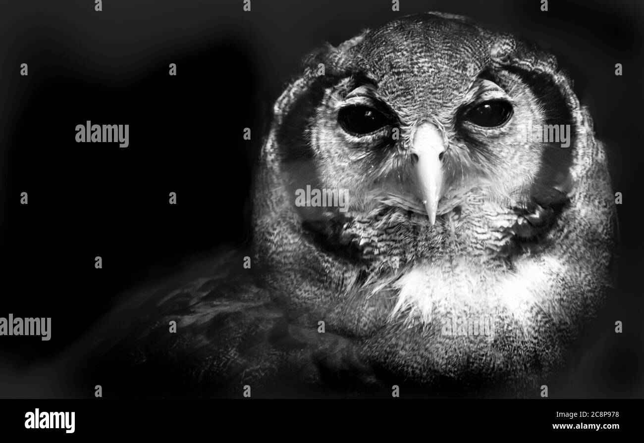 Intense orange background Black and White Stock Photos & Images - Alamy