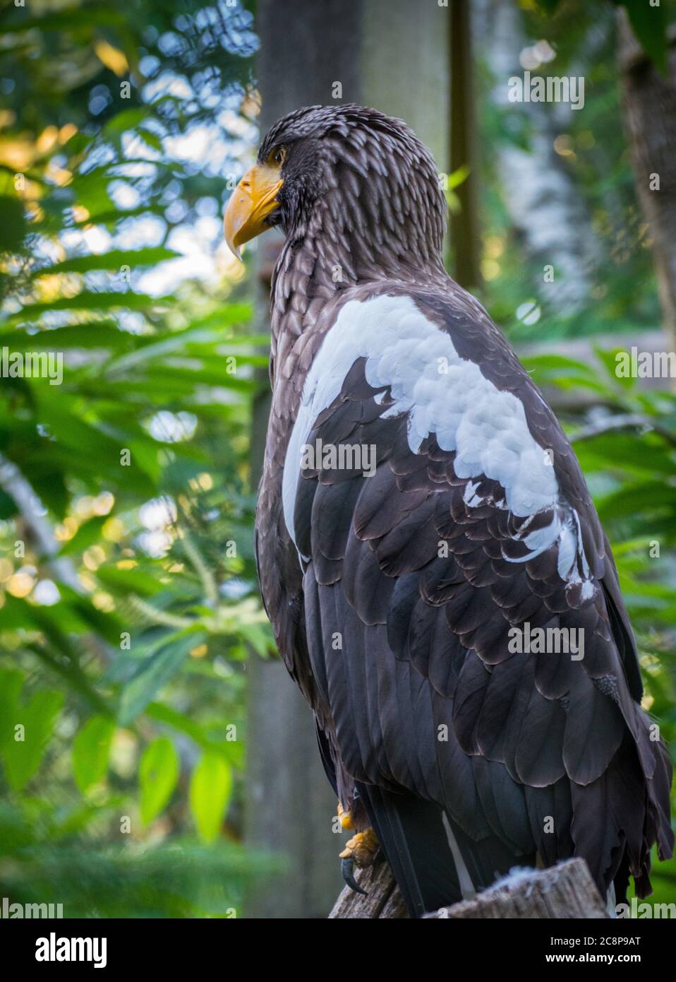 The dark Eagle with yellow beak is waiting Stock Photo - Alamy
