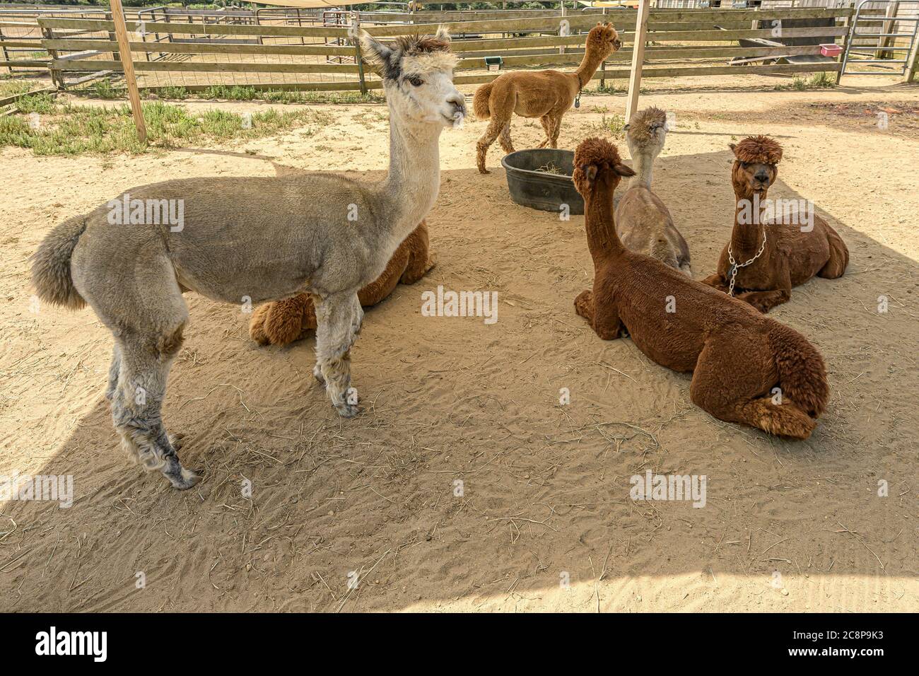 Alpaca farm on Martha's Vineyard Stock Photo - Alamy