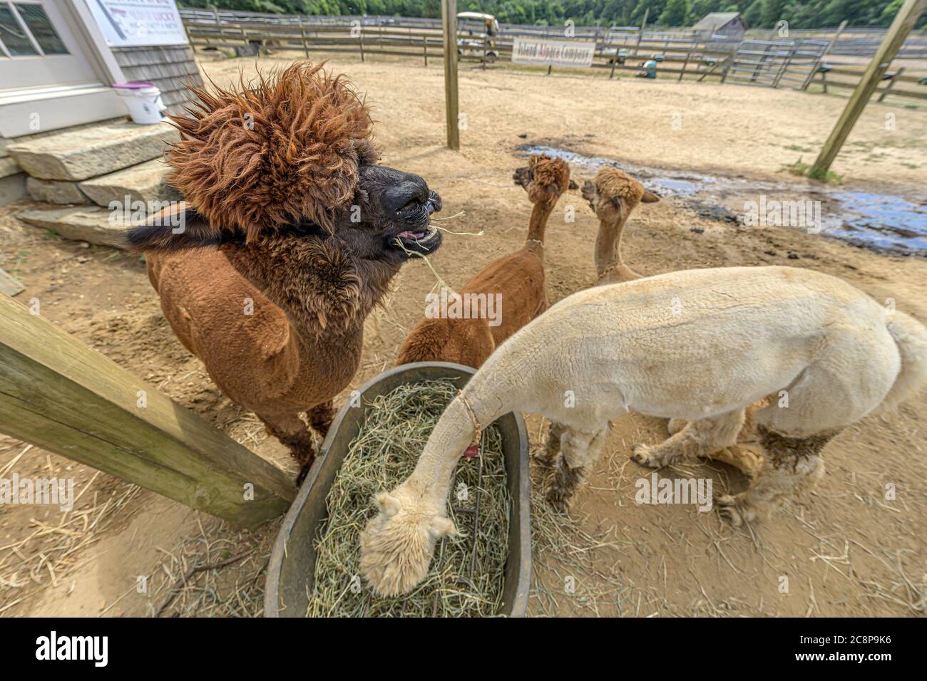 Alpaca farm on Martha's Vineyard Stock Photo - Alamy