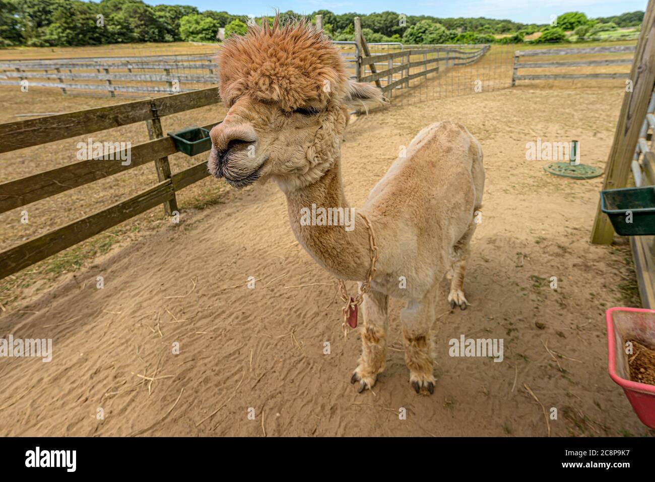 Alpaca farm on Martha's Vineyard Stock Photo - Alamy