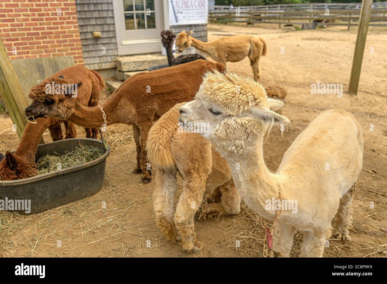 Alpaca farm on Martha's Vineyard Stock Photo - Alamy