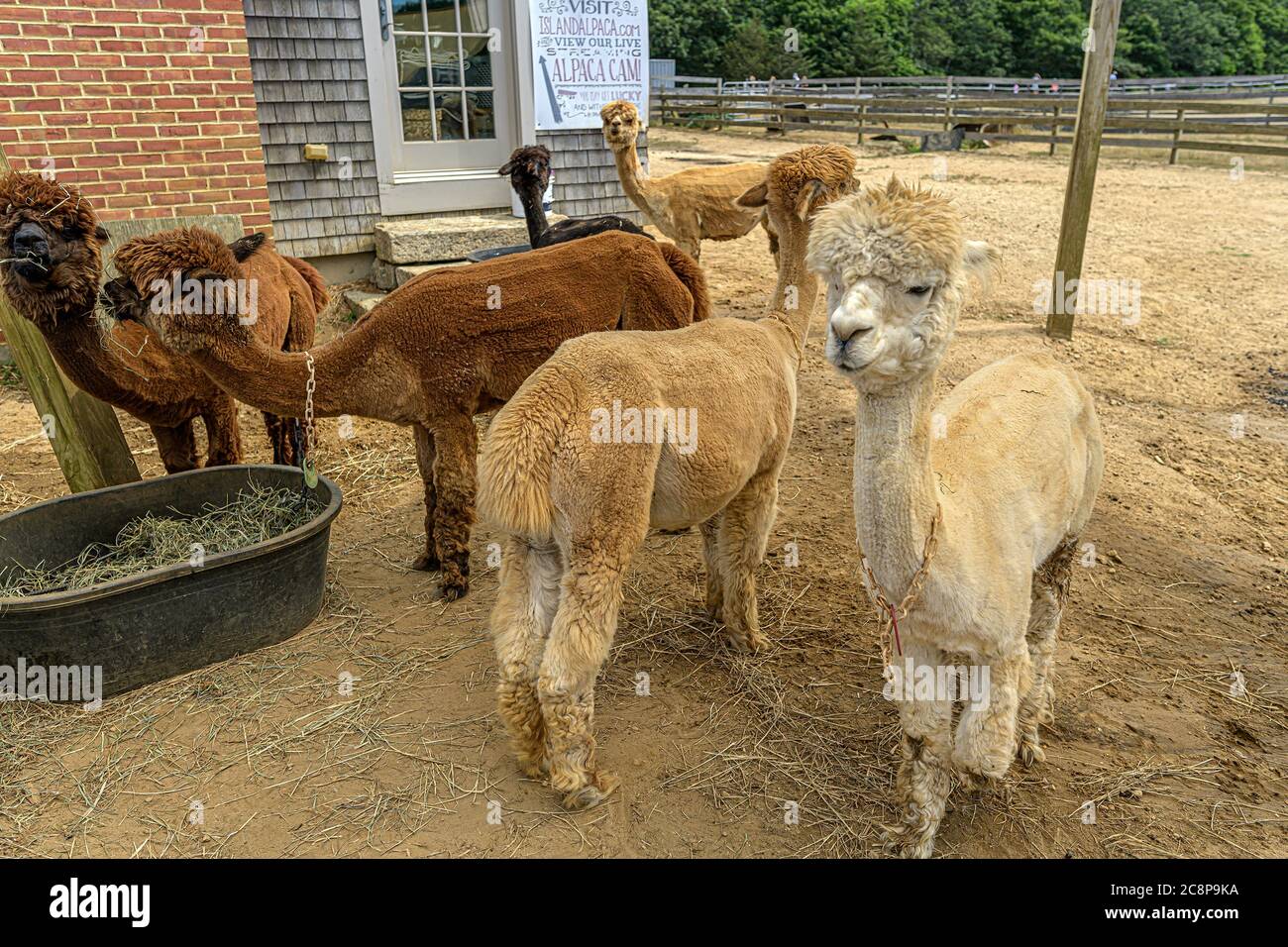 Alpaca farm on Martha's Vineyard Stock Photo - Alamy