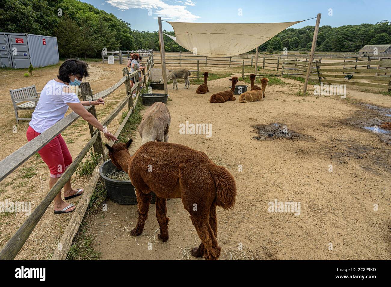 Alpaca farm on Martha's Vineyard Stock Photo - Alamy