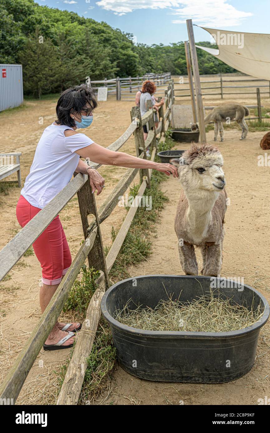Alpaca farm on Martha's Vineyard Stock Photo - Alamy