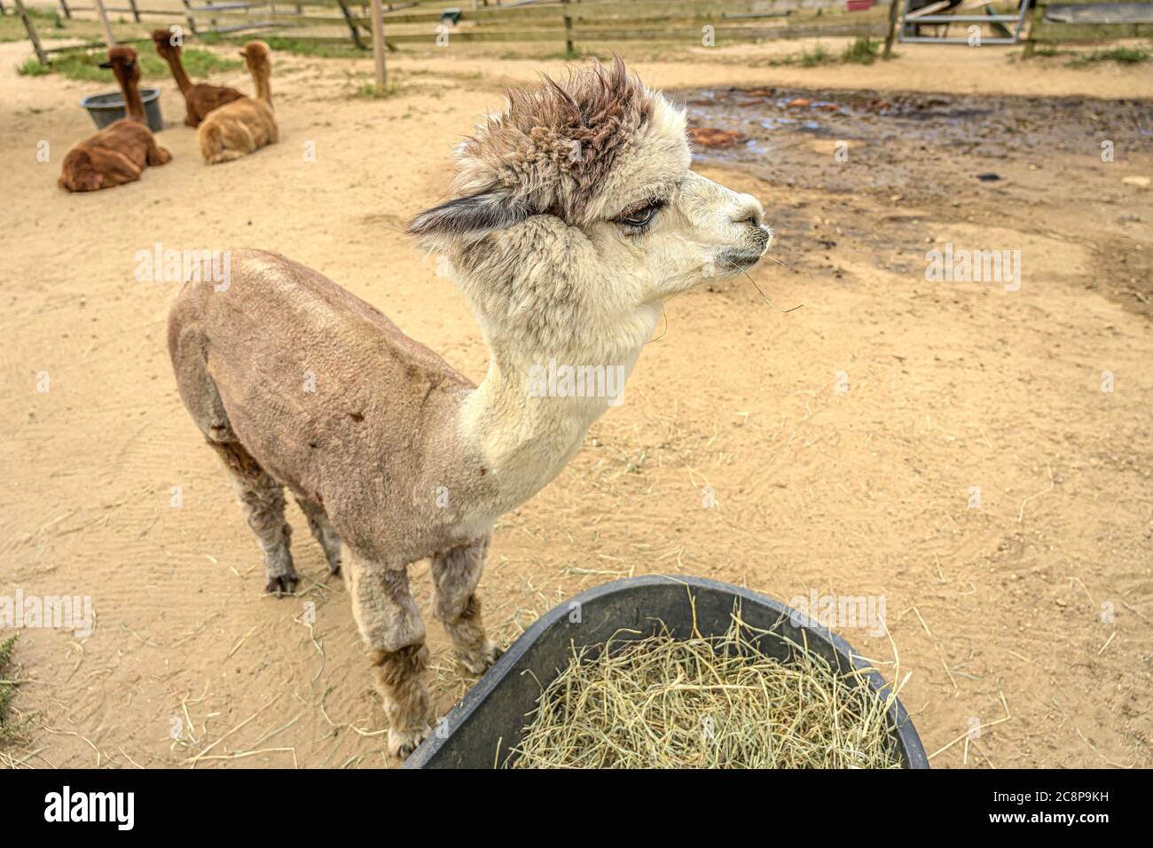 Alpaca farm on Martha's Vineyard Stock Photo - Alamy