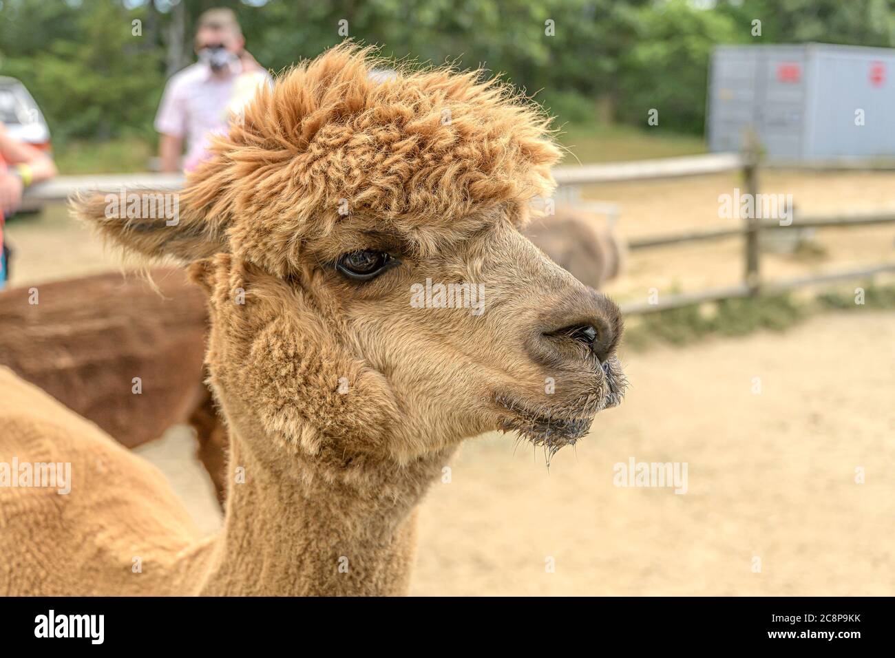 Alpaca farm on Martha's Vineyard Stock Photo - Alamy