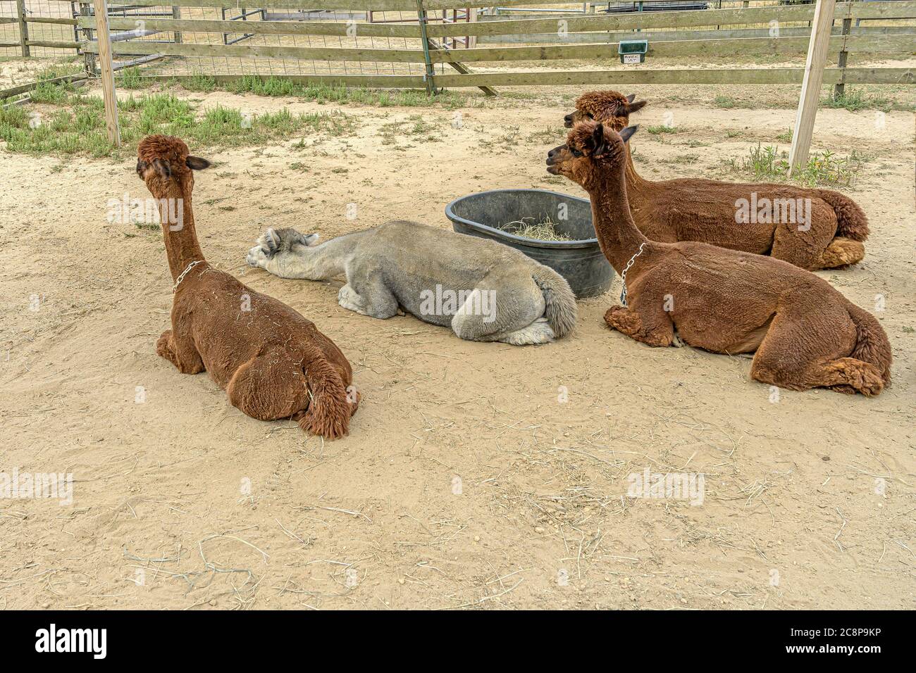 Alpaca farm on Martha's Vineyard Stock Photo - Alamy