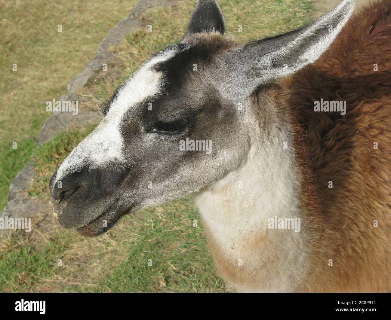 Lhama peru hi-res stock photography and images - Alamy