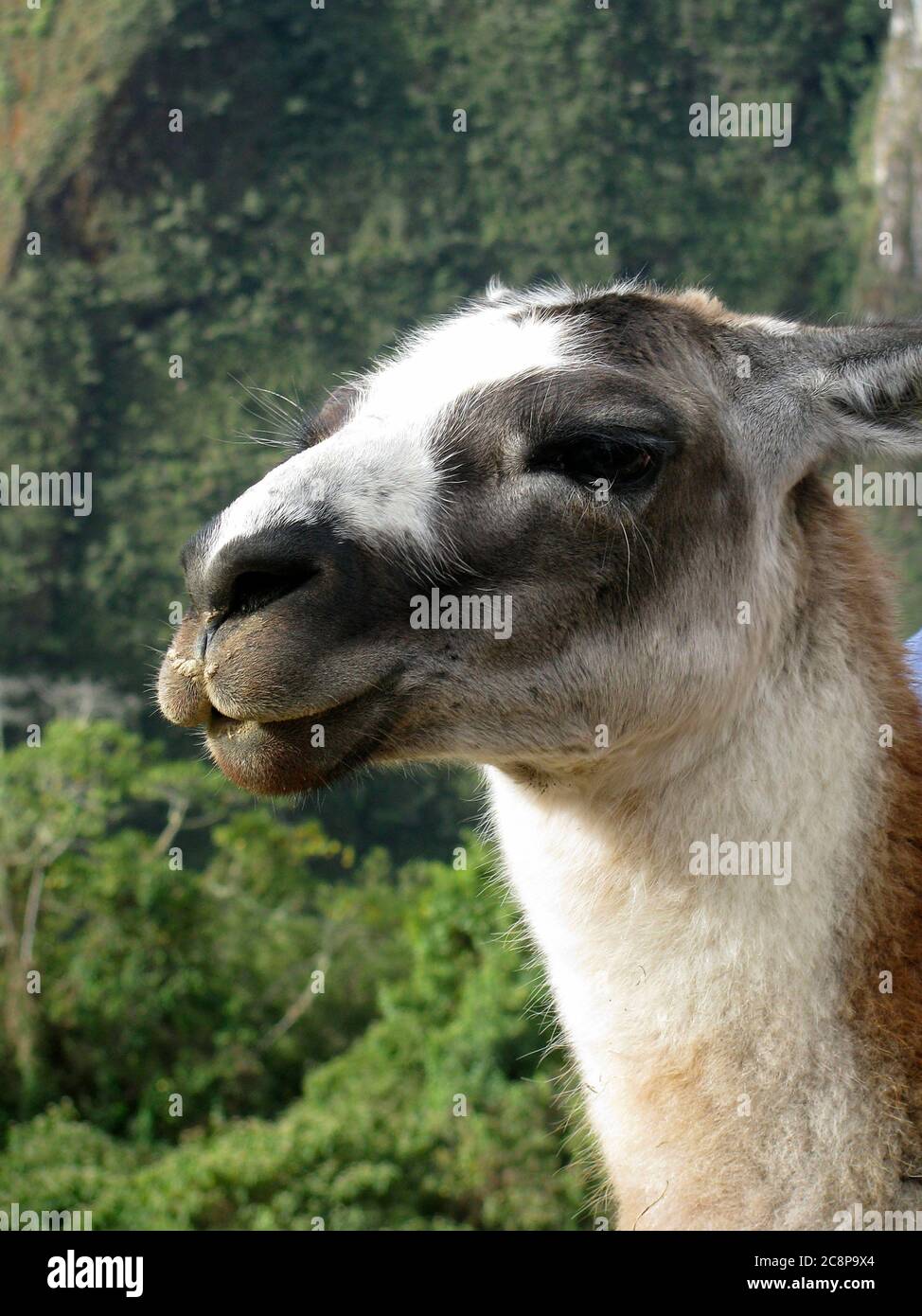 Lhama Andina High Resolution Stock Photography and Images - Alamy