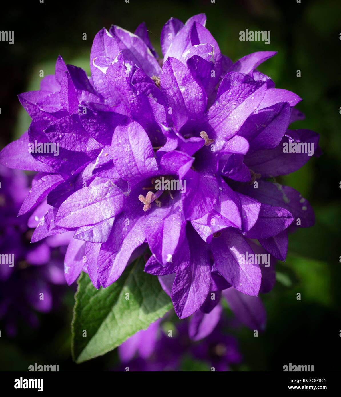 Riley pink hi-res stock photography and images - Alamy