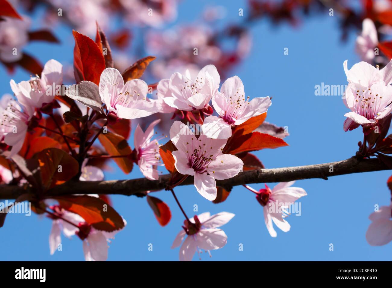 Blossoming fruit tree hi-res stock photography and images - Alamy