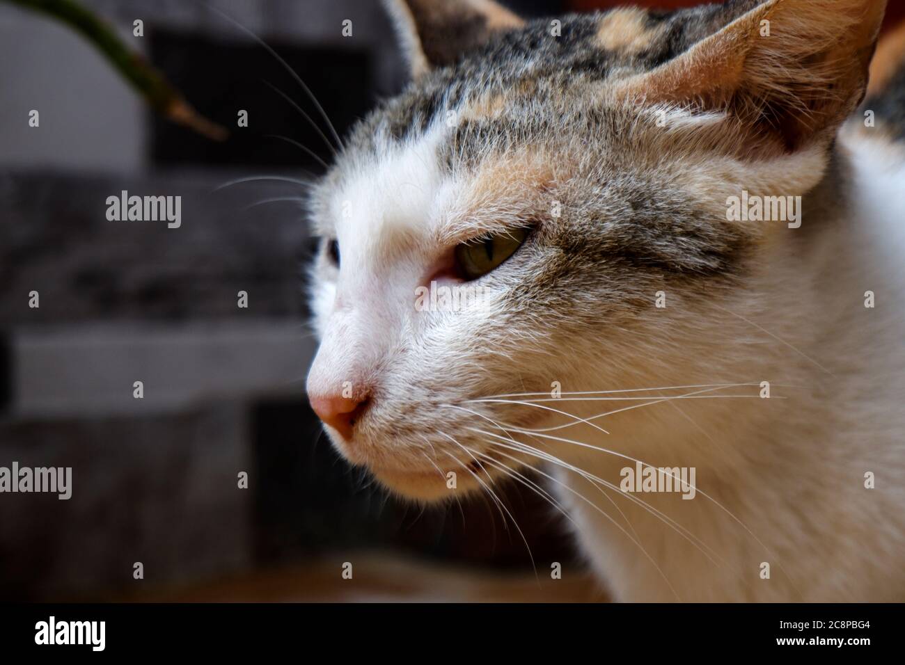 Closeup side view domestic cat face hi-res stock photography and images ...