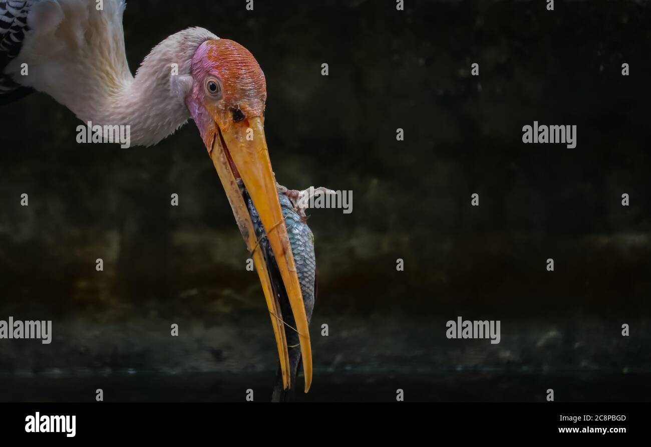 Painted stork hunting fish hi-res stock photography and images - Alamy