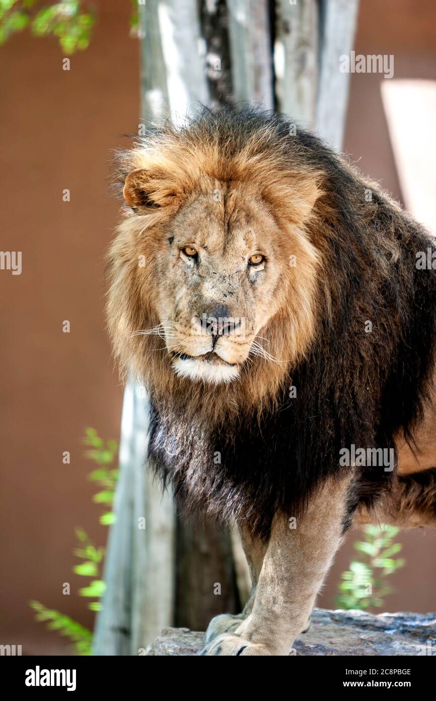 Lion, Albuquerque Zoo, New Mexico USA Stock Photo - Alamy
