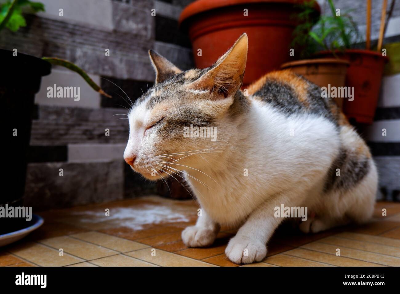Closeup side view domestic cat face hi-res stock photography and images ...