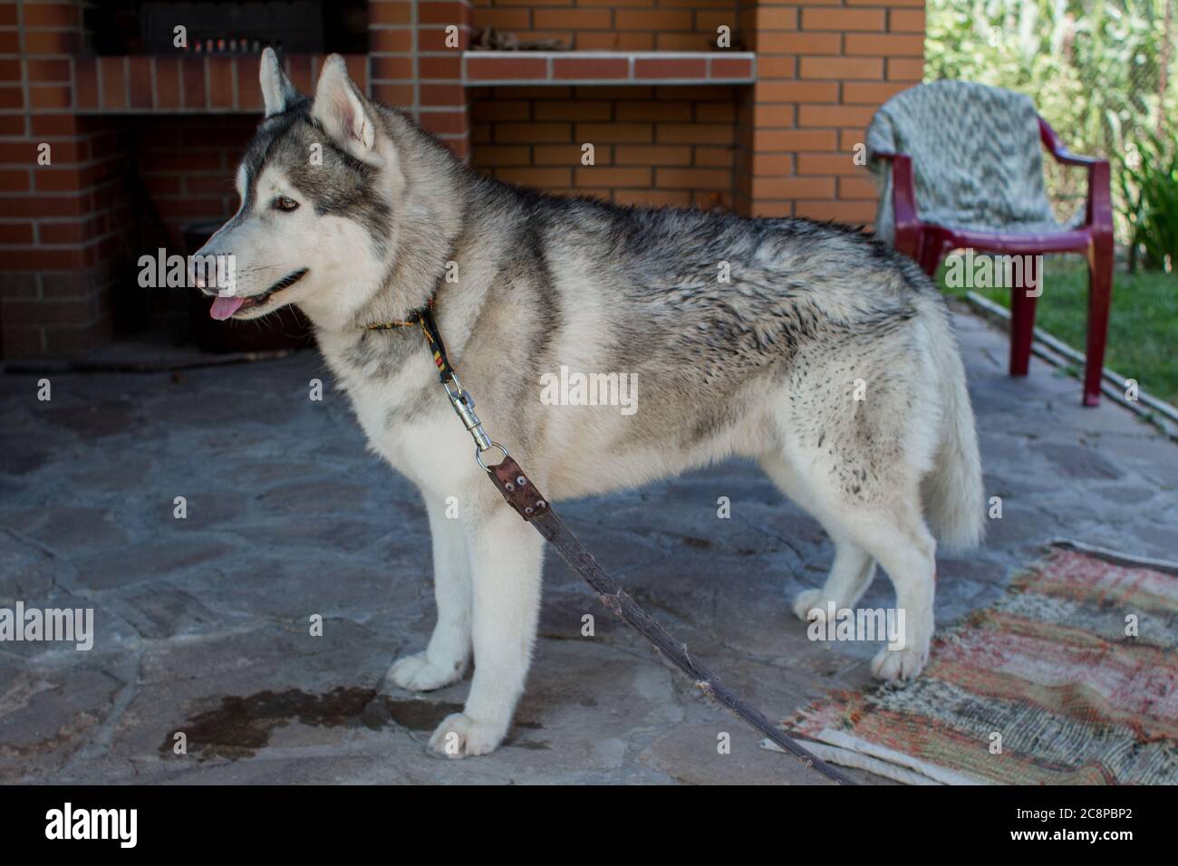 Gray husky face hi-res stock photography and images - Alamy