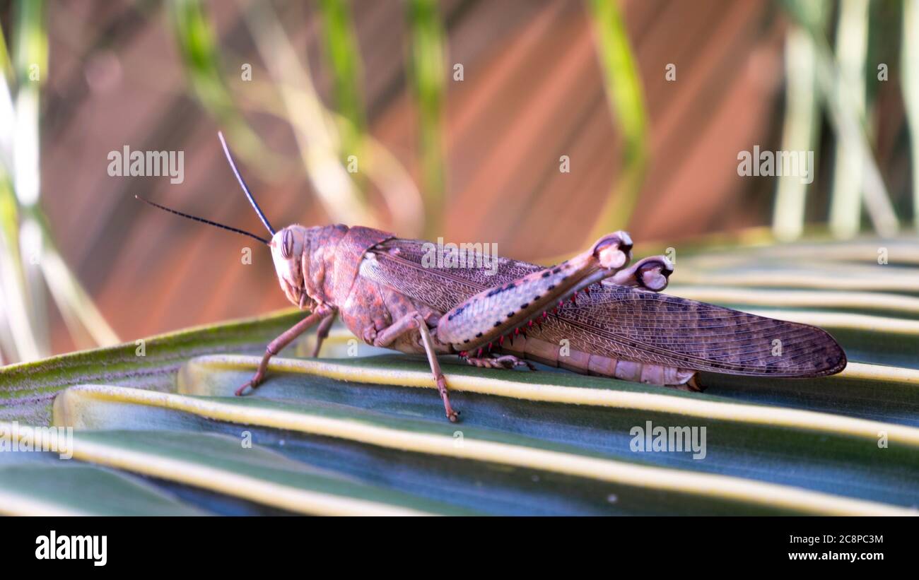grasshopper has six legs, a head, It also has an exoskeleton which is a ...