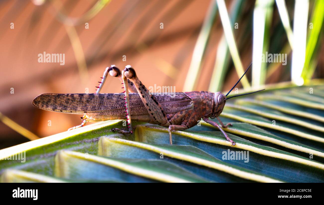grasshopper has six legs, a head, It also has an exoskeleton which is a ...