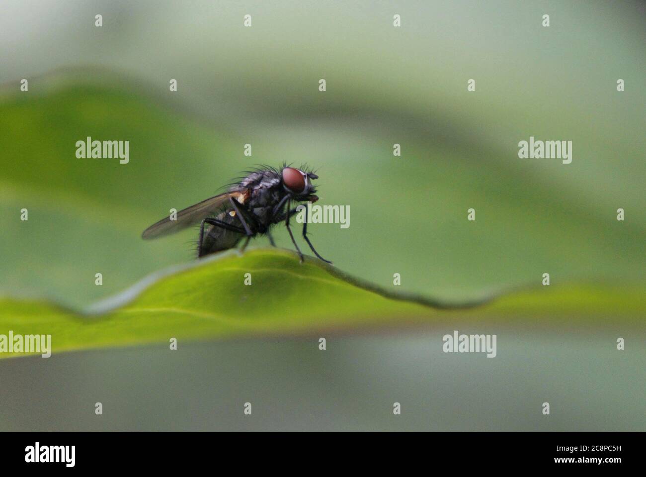 Flea fly hi-res stock photography and images - Alamy