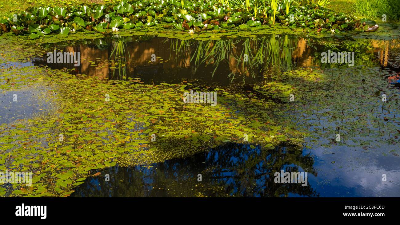 Incredibly rich ecosystems developing in natural ponds during the ...