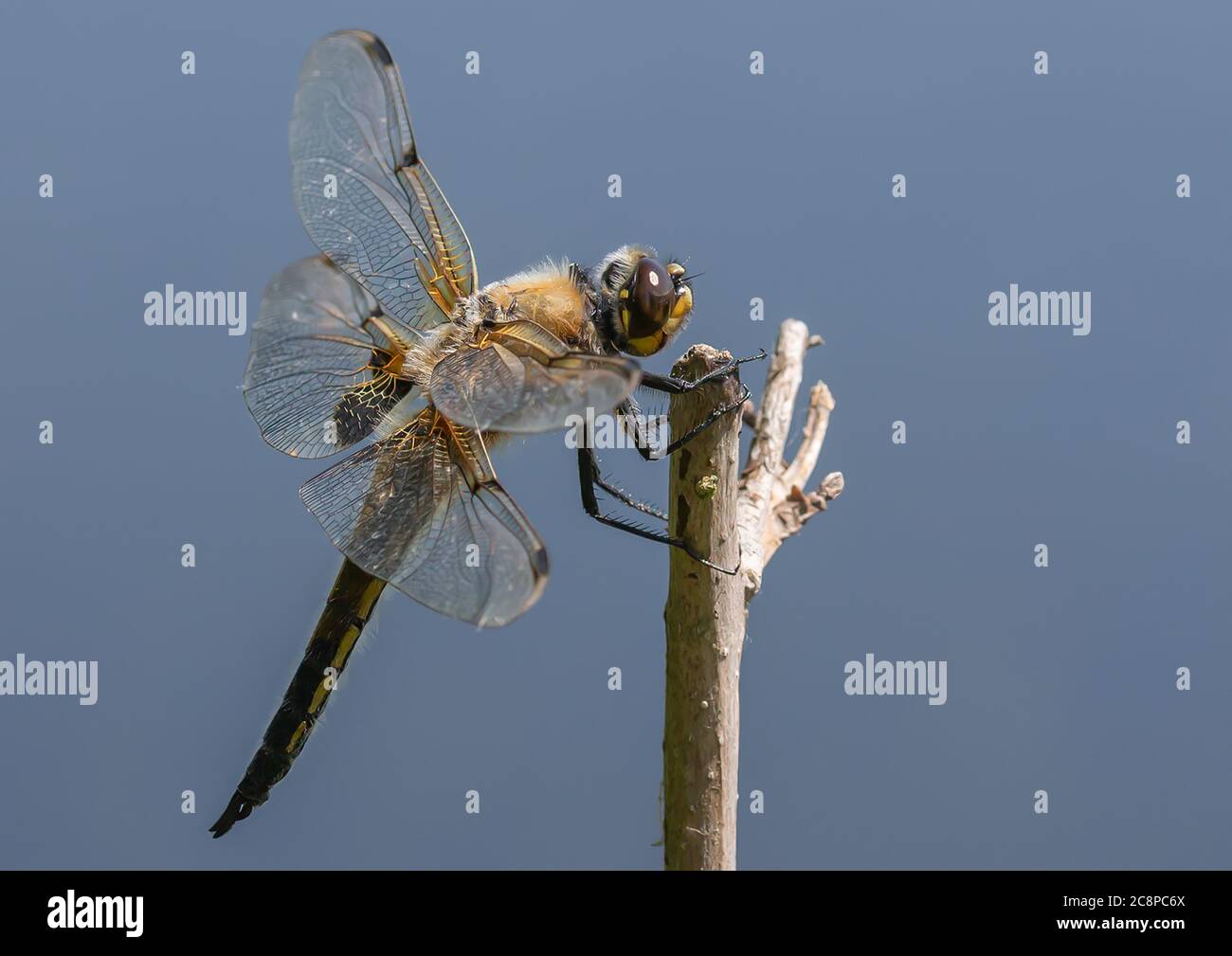A four spotted chaser perched on an old reed stem Stock Photo - Alamy