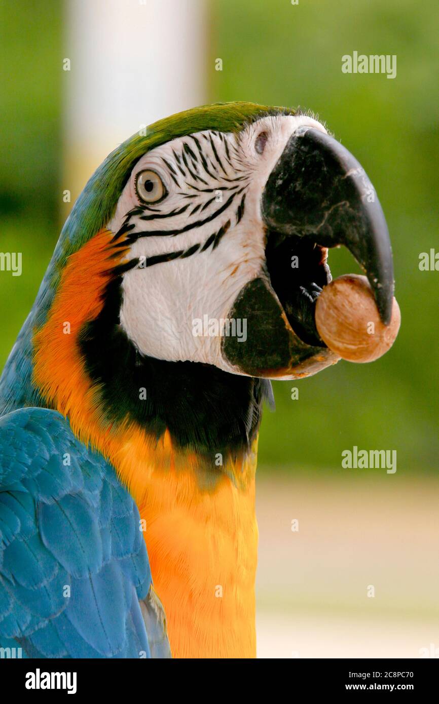 Brazilian bird hi-res stock photography and images - Alamy