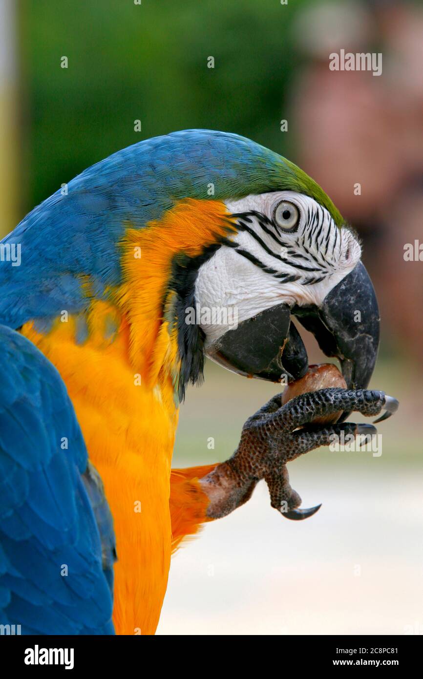 Brazilian Bird High Resolution Stock Photography and Images - Alamy