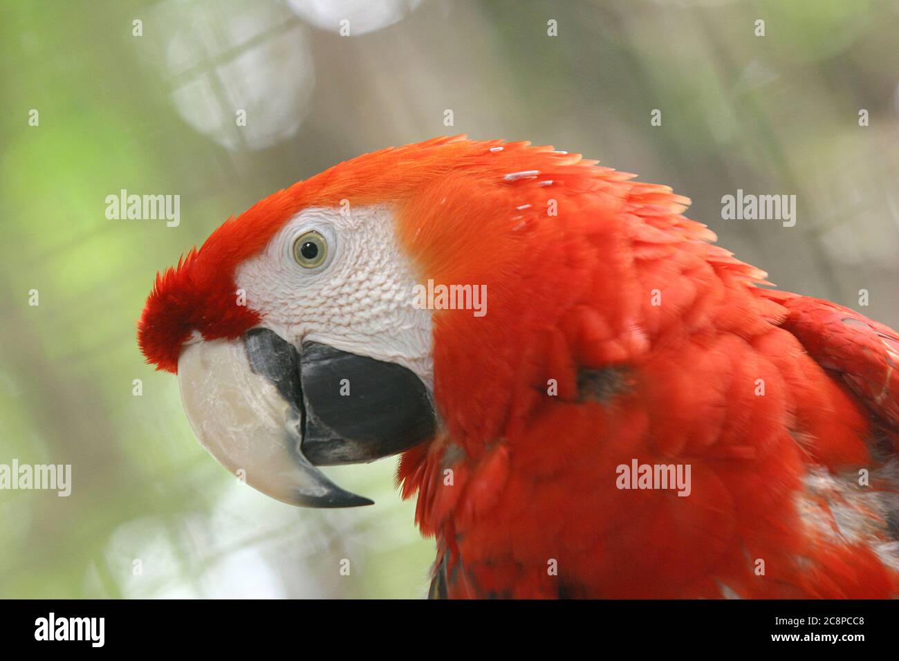Arara caninde hi-res stock photography and images - Alamy