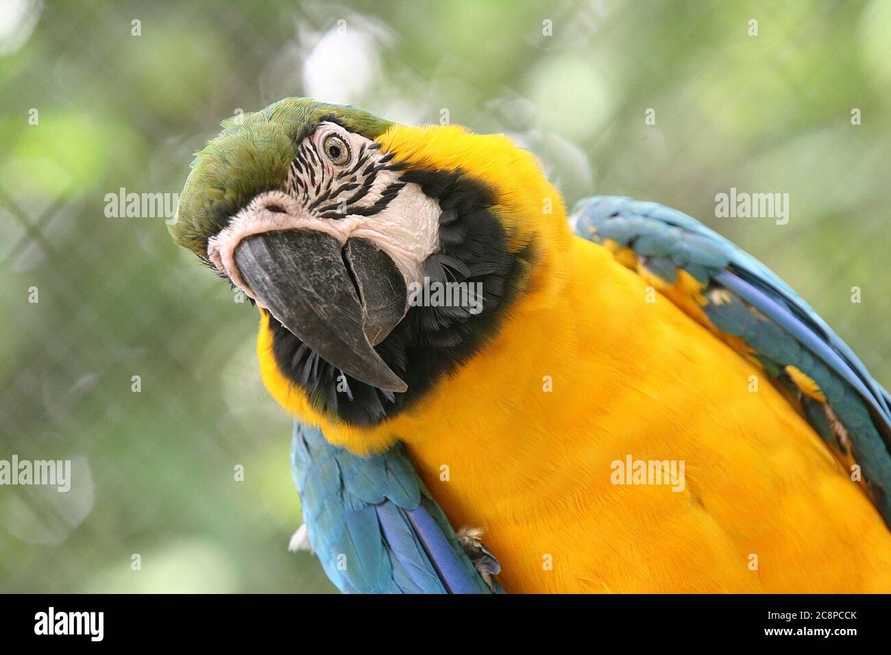Brazilian bird arara hi-res stock photography and images - Alamy