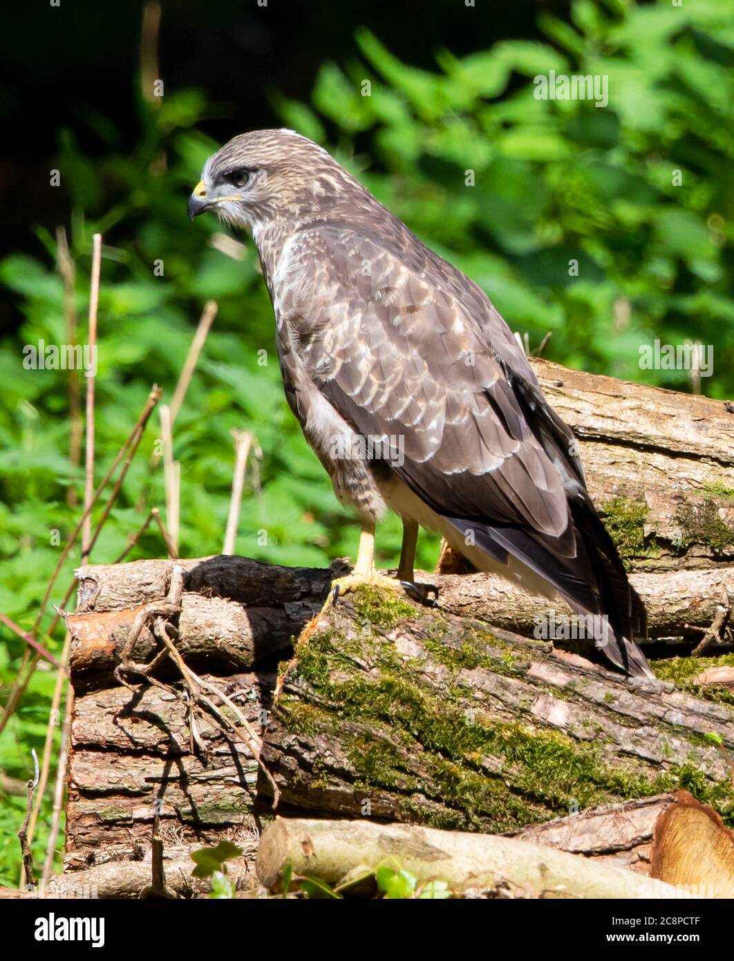 A newly fledged Common Buzzard in a small wood in the Cotswolds Stock ...