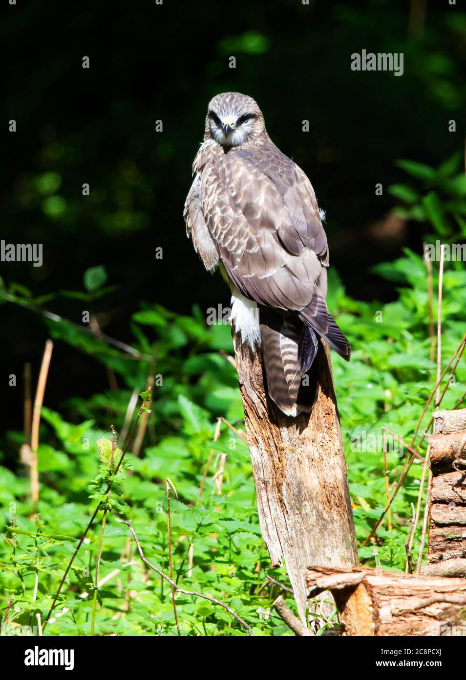 A newly fledged Common Buzzard in a small wood in the Cotswolds Stock ...