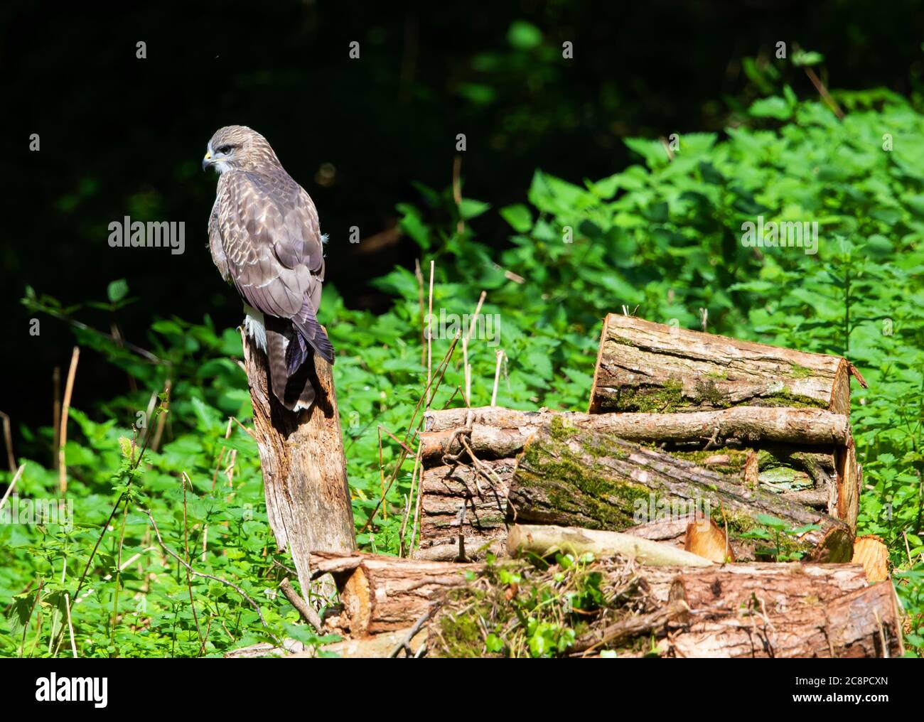 A newly fledged Common Buzzard in a small wood in the Cotswolds Stock ...
