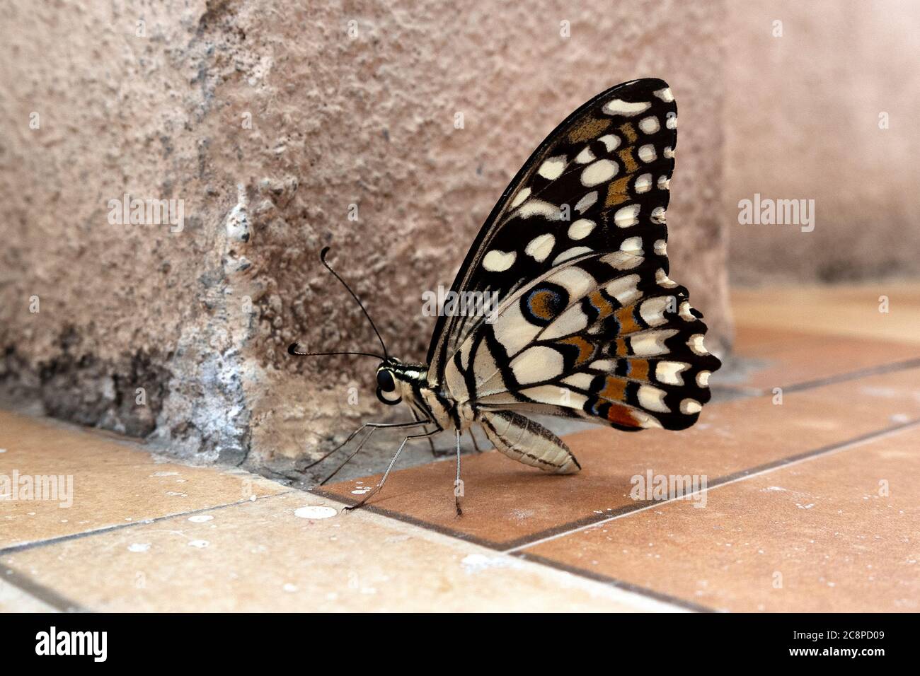 Beautiful Butterfly Wings